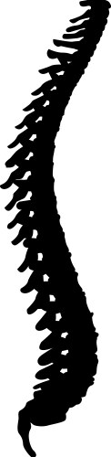 Spine Vector Images (over 32,000)