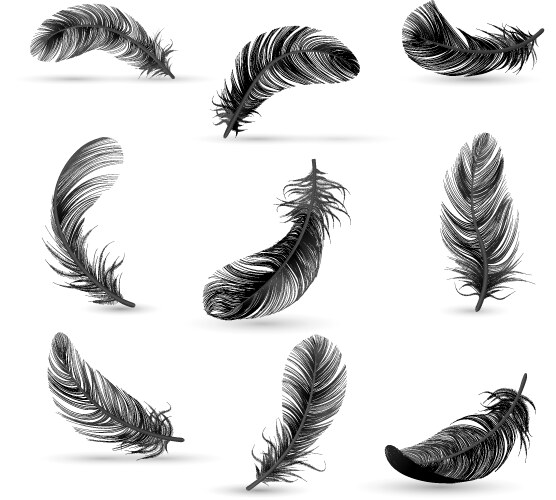 Black and white feathers set Royalty Free Vector Image