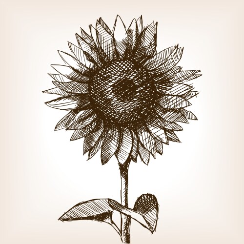 Engraving of sunflower Royalty Free Vector Image