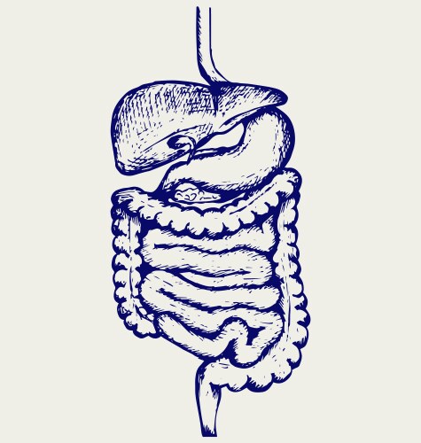 Human hand-drawn digestive system Royalty Free Vector Image