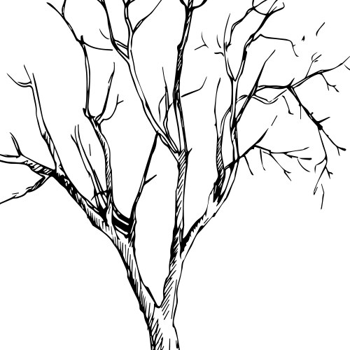 Tree Drawing Vector Images (over 240,000)