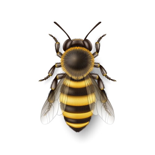 Honey Bee Vector Images (over 67,000)