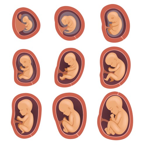 Pregnancy fetal foetus development embryonic Vector Image