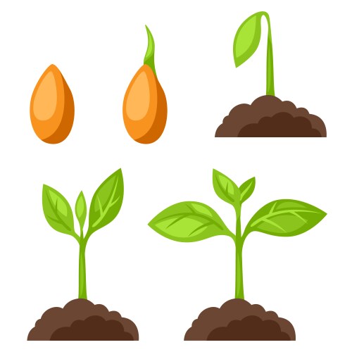 Plant growth stages from seed to sprout Royalty Free Vector