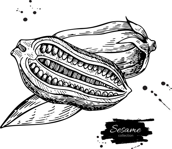 Sesame nut and seed drawing hand drawn Royalty Free Vector