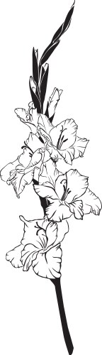 Gladiolus Vector Images (over 770)