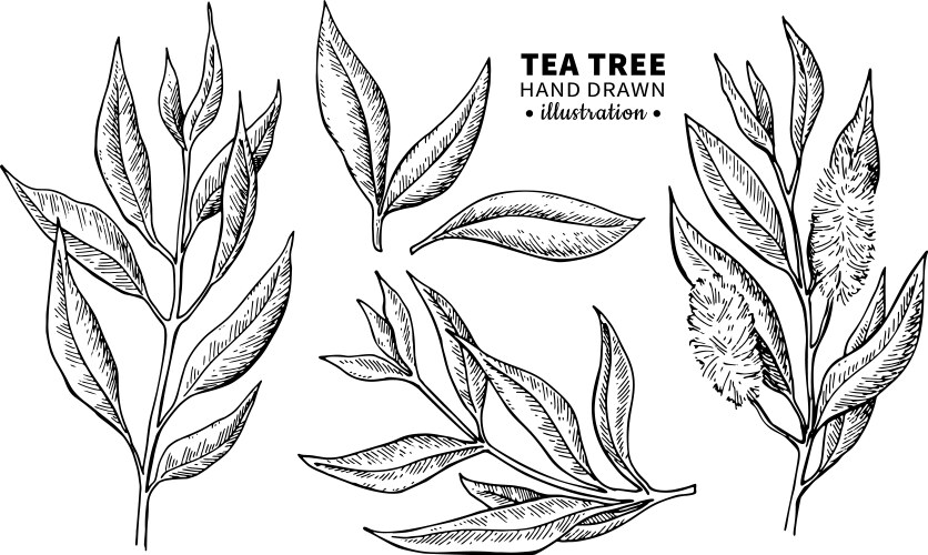 Tree Drawing Vector Images (over 260,000)