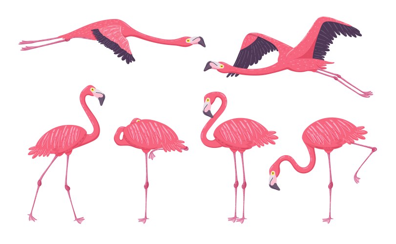 Flamingo Vector Images (over 32,000)