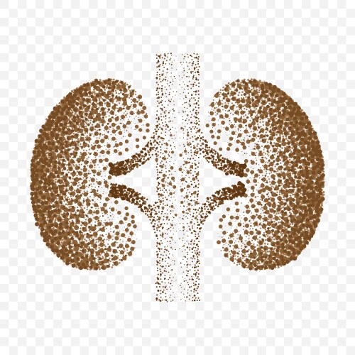 Kidneys Vector Images (over 22,000)