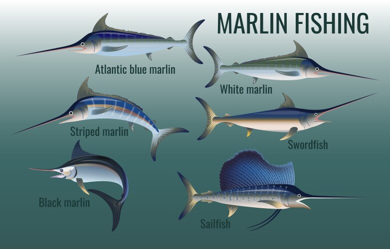 Striped Marlin Vector Images (over 170)