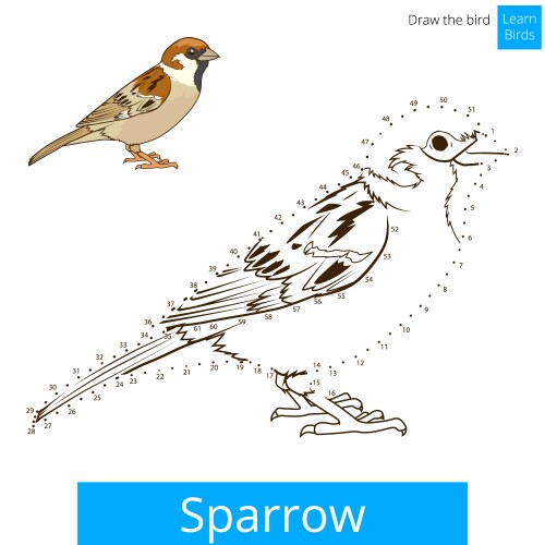 Sparrow sketch Royalty Free Vector Image - VectorStock