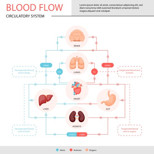 Flat design circulatory system infographic Vector Image