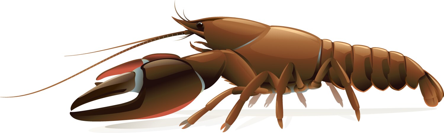 Crayfish color realistic image a river crab Vector Image