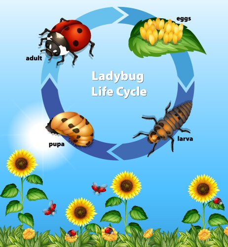 Darkling Beetle Life Cycle Diagram – Royalty-Free Vector | VectorStock