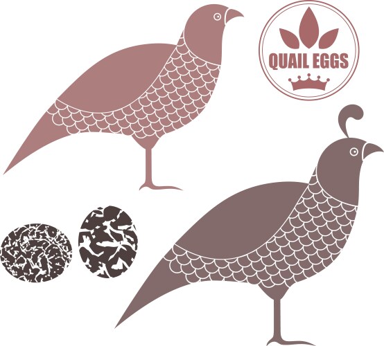 Quail Royalty Free Vector Image - VectorStock