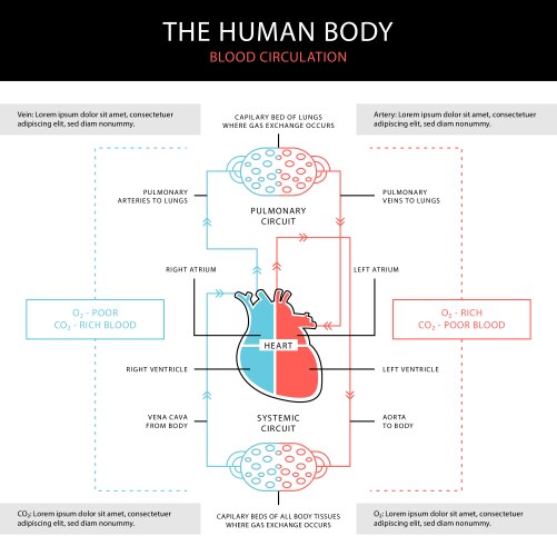 Circulatory system infographic Royalty Free Vector Image