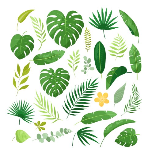 Botanical hand drawn exotic leave tropical palm Vector Image