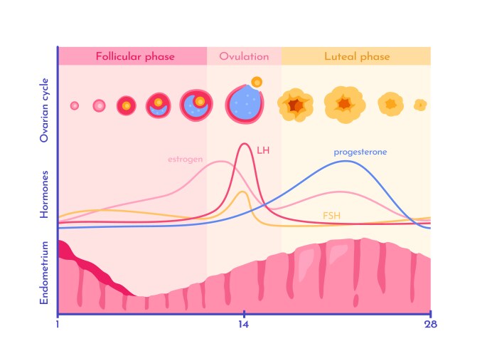 Female Menstrual Cycle Diagram Royalty Free Vector Image