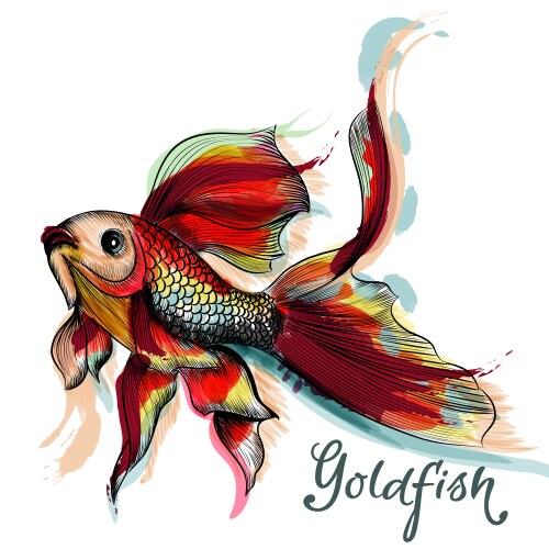 Goldfish Royalty Free Vector Image - VectorStock