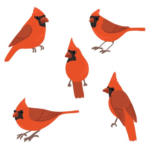 Cardinal Outline Vector Images (over 800)