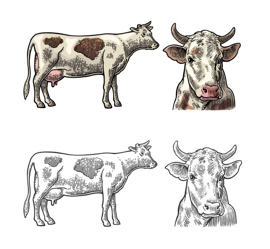 Cow Side View Vector Images (over 540)