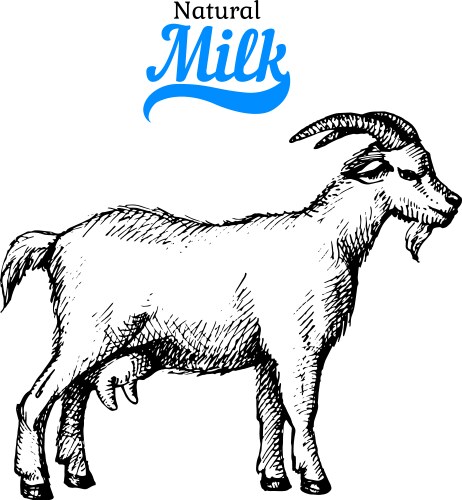 Hand drawn sketch portrait of goat Royalty Free Vector Image