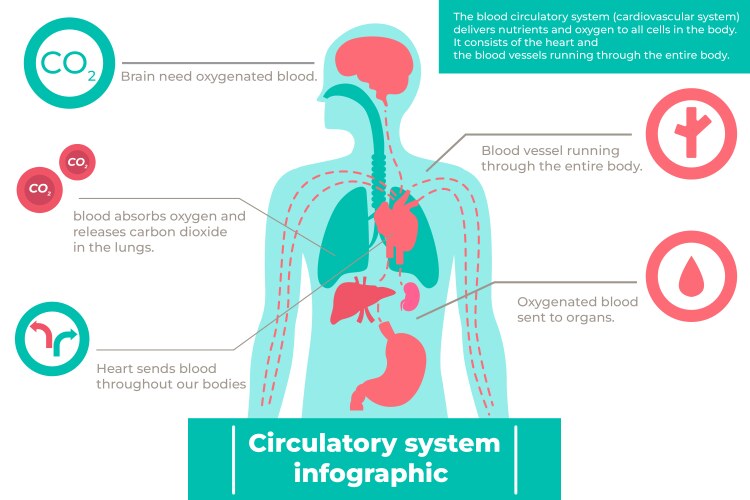 Circulatory system infographic Royalty Free Vector Image