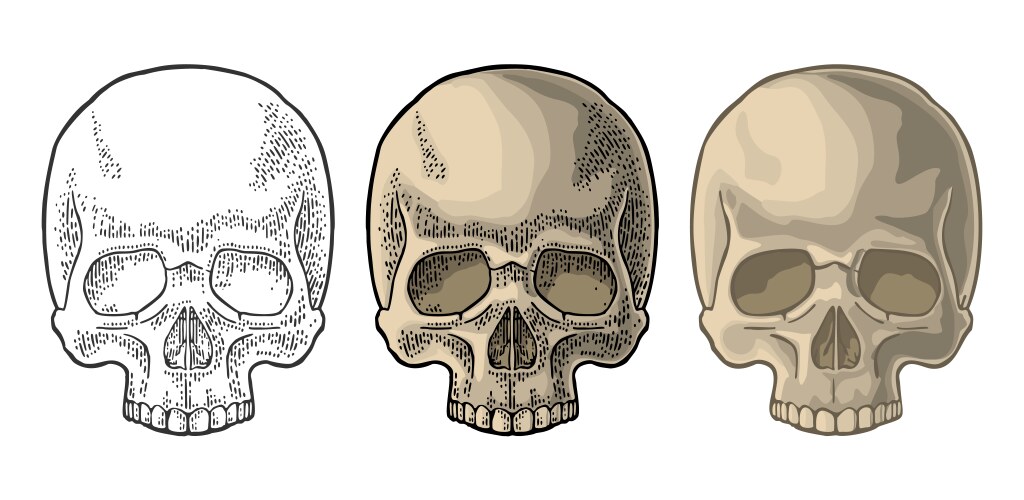 Skull Front Facing Vector Images (over 2,200)