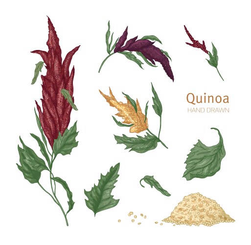 Quinoa Vector Images (over 1,300)
