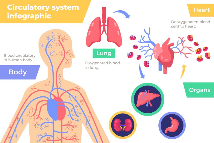 Circulatory system infographic Royalty Free Vector Image