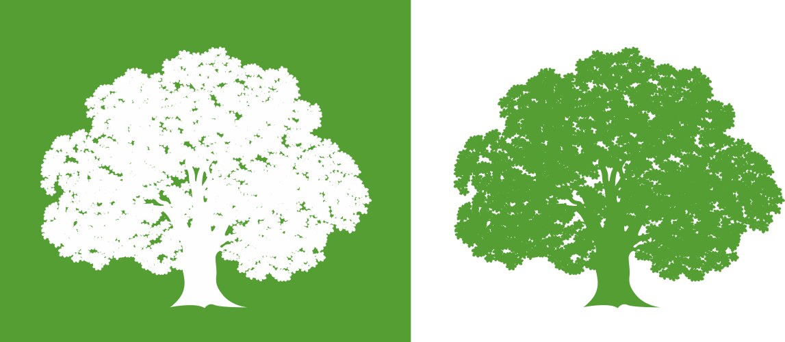 Oak growing stages Royalty Free Vector Image - VectorStock