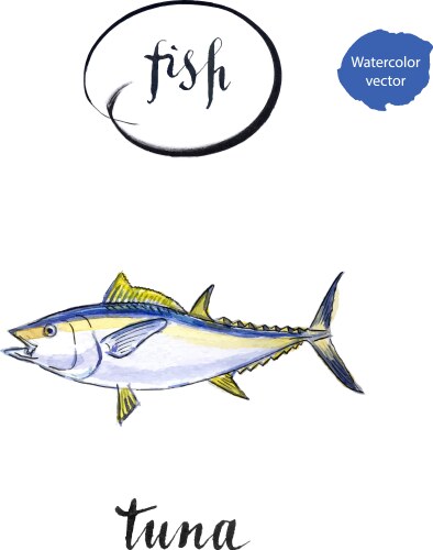 Bluefin tuna Royalty Free Vector Image - VectorStock