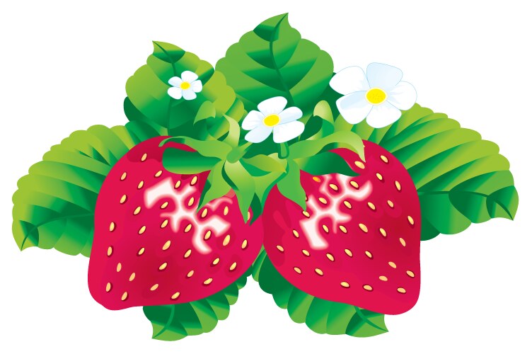 Strawberries Vector Images (over 130,000)