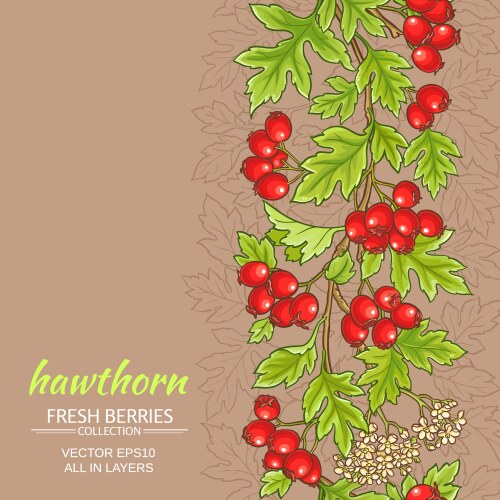 Hawthorn branch colored detailed Royalty Free Vector Image