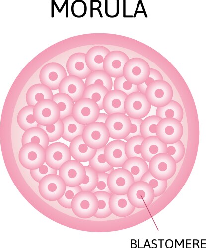 Blastocyst Embryo Vector Images (over 270)