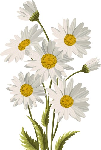 Daisies Royalty Free Vector Image - VectorStock