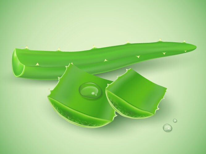 Fresh aloe vera realistic green leaves slices Vector Image
