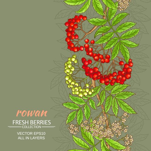 Rowan Vector Images (over 13,000)