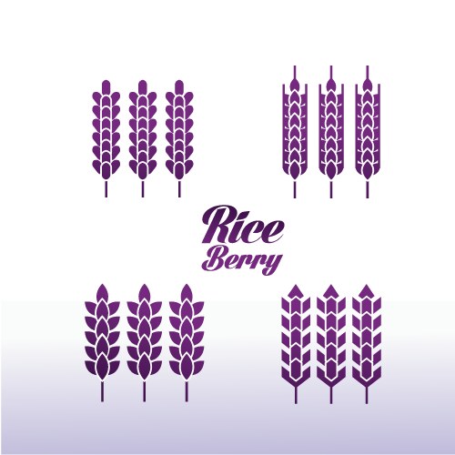 Rice2 Royalty Free Vector Image - VectorStock