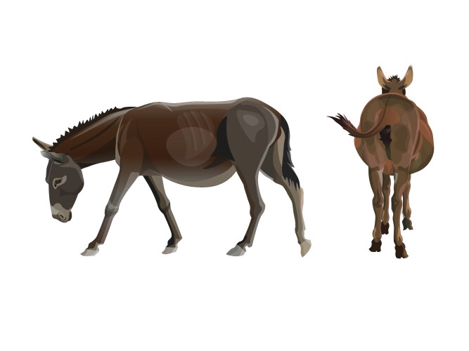 Donkeys Royalty Free Vector Image - VectorStock
