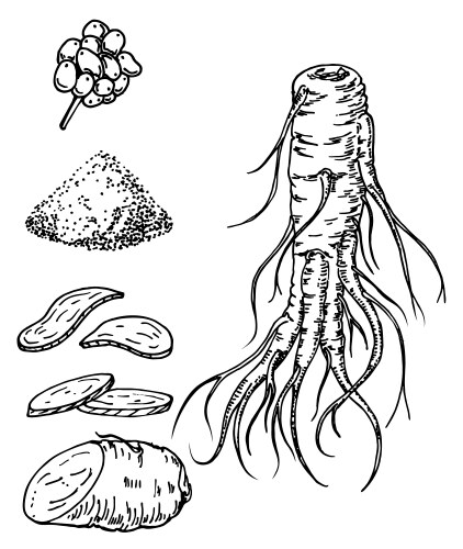 Ginseng drawing medical plant sketch Royalty Free Vector