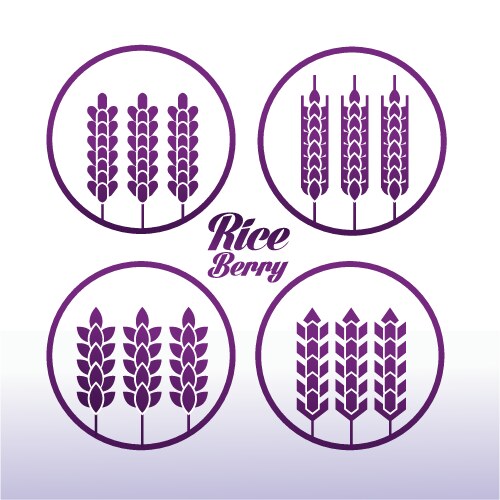 Rice2 Royalty Free Vector Image - VectorStock