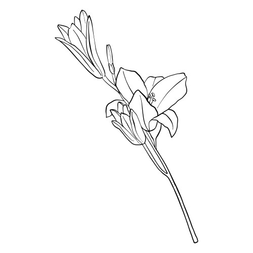 Hand drawn outline freesia flower isolated Vector Image