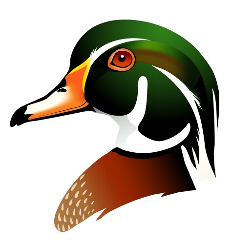 Duck Vector Images (over 61,000)