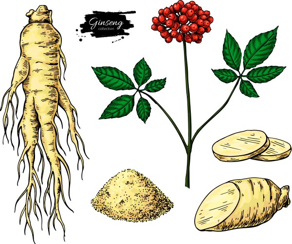 Ginseng drawing medical plant sketch Royalty Free Vector