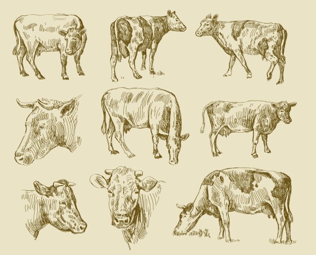 Cow Front View Vector Images (over 460)