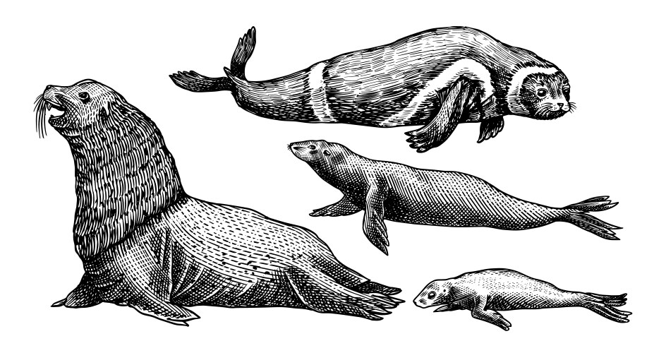 Seal Vector Images & Graphics for Commercial Use | VectorStock