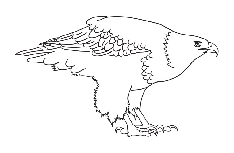 Eagle Line Art Vector Images (over 11,000)