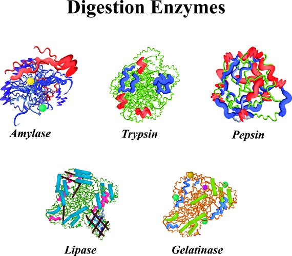 Enzymes Vector Images (over 2,300)