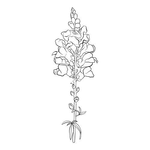 Drawing flower of hellebore Royalty Free Vector Image